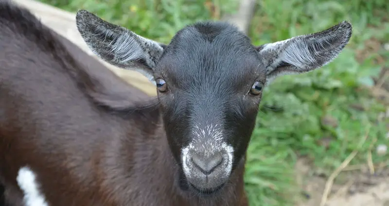 21 Types Of Goats – Popular Goat Breed Pictures & Descriptions | Beyond ...