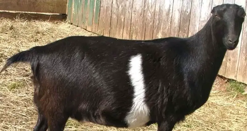 21 Types Of Goats – Popular Goat Breed Pictures & Descriptions | Beyond ...