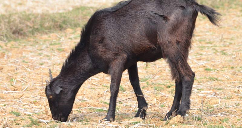 21 Types Of Goats – Popular Goat Breed Pictures & Descriptions | Beyond ...