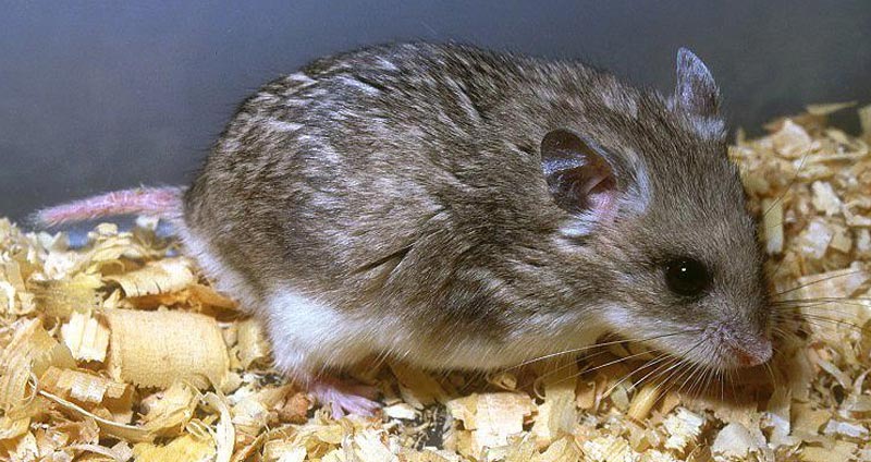 19 Types of Hamsters: Species & Descriptions + Pictures
