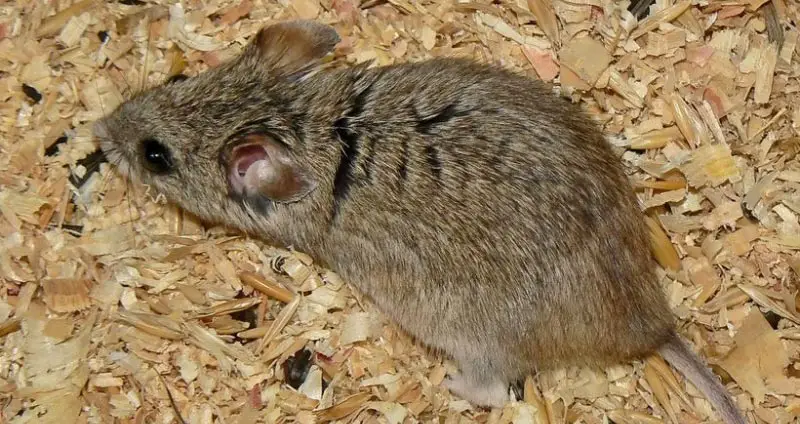 19 Types of Hamsters: Species & Descriptions + Pictures