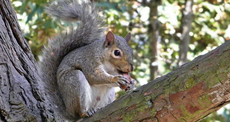 Squirrel Lifespan: How Long Do Squirrels Live? (7 Examples) | Beyond ...