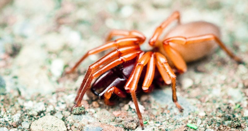 Woodlouse Spider Identification Facts And Pictures Beyond The Treat