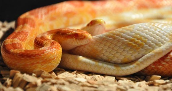 The 5 Best Snake Beddings Available | See Our #1 Pick For 2023