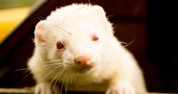 The 5 Best Ferret Litters Available | See Our #1 Pick For 2023‎