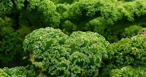 Can Rabbits Eat Kale? | Beyond The Treat