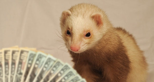 How Much Does A Ferret Cost? (2023 Cost Breakdown)