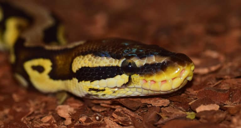 The 5 Best Ball Python Substrates | See Our #1 Pick For 2023