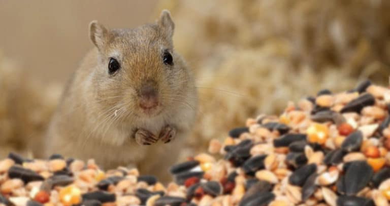 The 5 Best Gerbil Foods Available | See Our #1 Pick For 2023