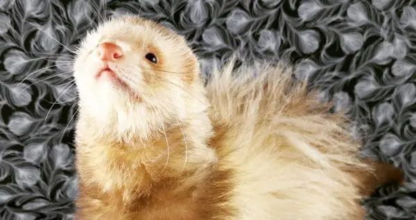 Angora Ferret 101: The Ultimate Care & Fact Guide | Beyond The Treat