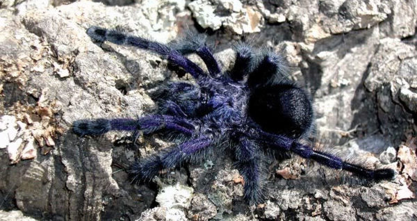 Tarantula Lifespan: How Long Do Tarantulas Live? (10 Examples) | Beyond ...