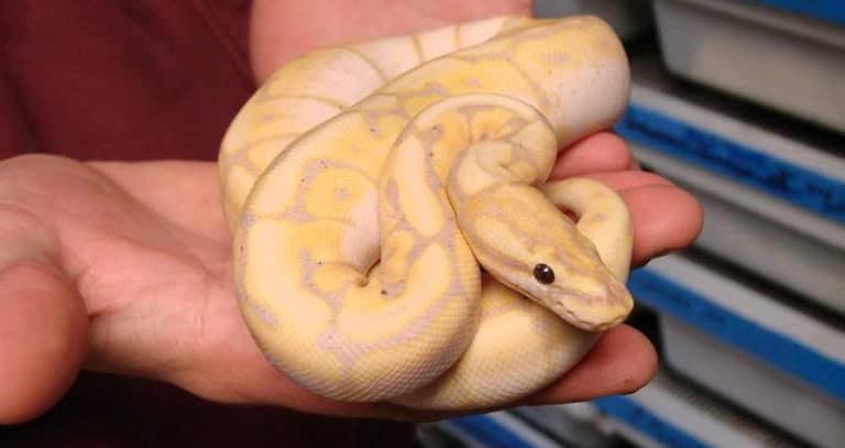 Coral Glow Ball Python – Genetics, History, & Pictures | Beyond The Treat