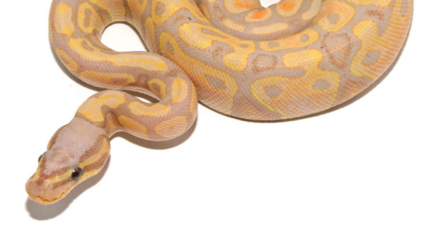 Coral Glow Ball Python – Genetics, History, & Pictures | Beyond The Treat