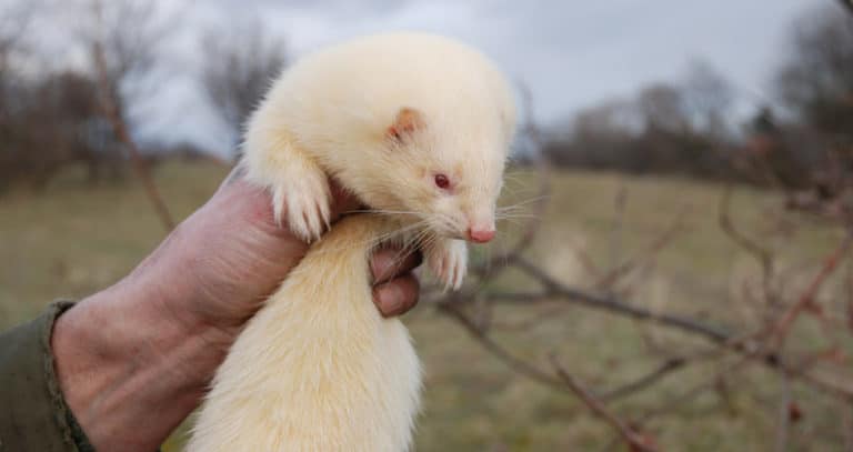 15 Types of Ferrets – Different Colors & Patterns + Pictures