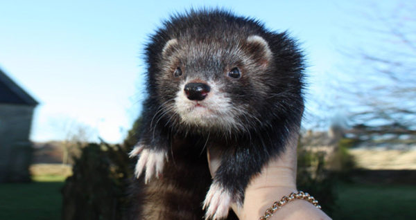 15 Types of Ferrets – Different Colors & Patterns + Pictures