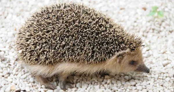 16 Types of Hedgehogs: Species & Descriptions + Pictures