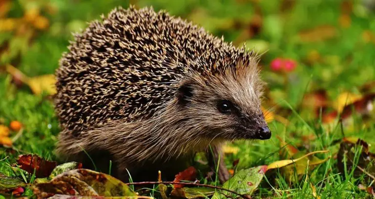 Hedgehog Lifespan: How Long Do Hedgehogs Live? | Beyond The Treat