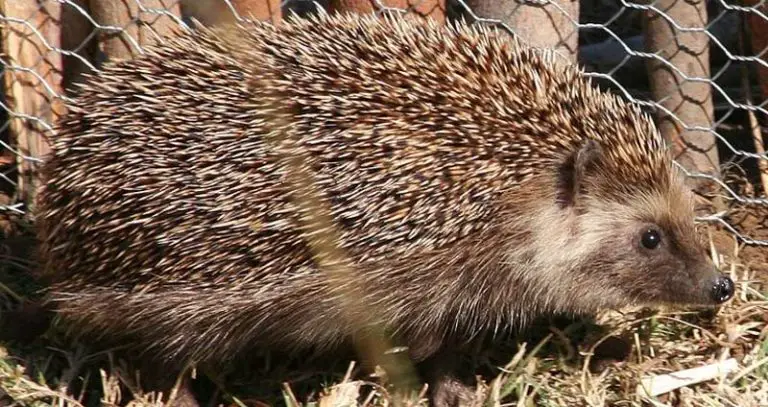 16 Types of Hedgehogs: Species & Descriptions + Pictures