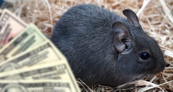 How Much Does A Degu Cost? (2023 Cost Breakdown)