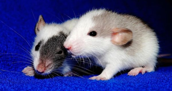 117 Rat Breeders Near You With Rats For Sale (Ultimate List)