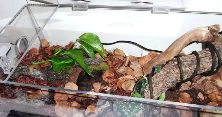 Terrestrial Tarantula Enclosure: Ultimate Layout & Supplies Guide ...