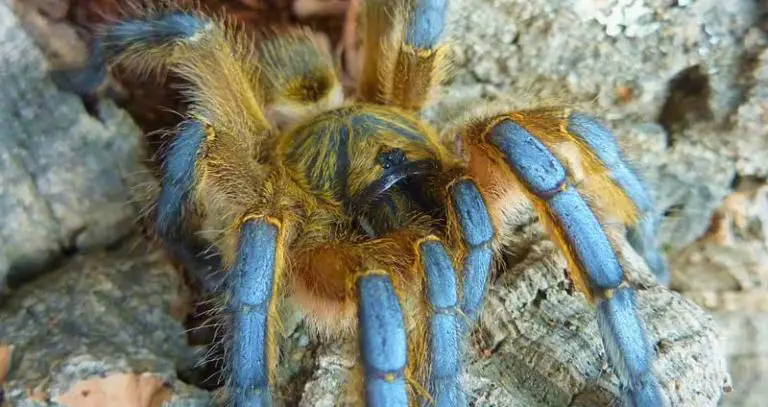 Harpactira pulchripes 101: Care, Enclosure, Temperament & More