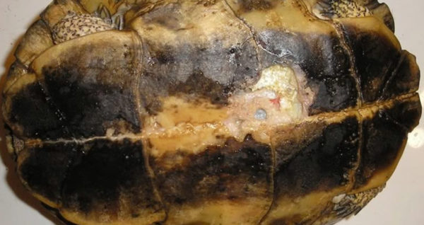 Turtle Shell Rot: Causes, Symptoms, Cures, & Pictures | Beyond The Treat