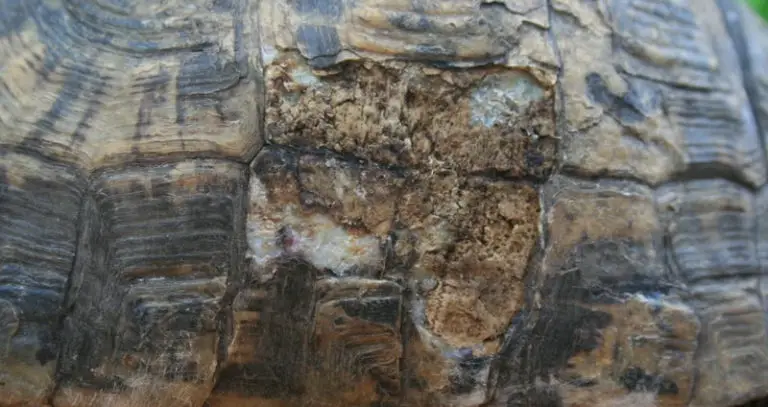 Turtle Shell Rot: Causes, Symptoms, Cures, & Pictures | Beyond The Treat