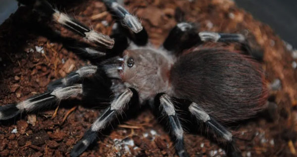 Nhandu chromatus 101: Care, Enclosure, Temperament & More