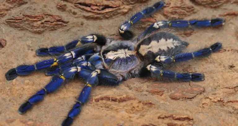 Top 10 Blue Tarantula Species You Have to See | Beyond The Treat