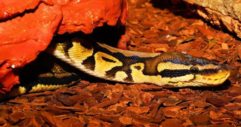 Snake Scale Rot: Best Identification & Treatment Methods – Beyond The Treat