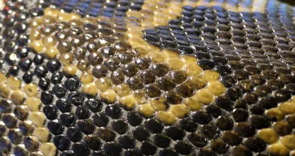 Snake Scale Rot: Best Identification & Treatment Methods | Beyond The Treat