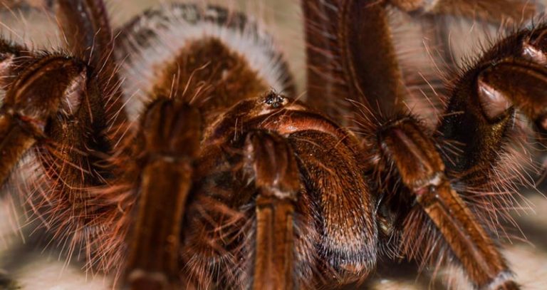 Theraphosa apophysis 101: Care, Enclosure, Temperament & More