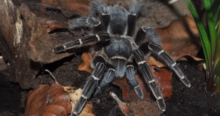 Aphonopelma seemanni 101: Care, Enclosure, Temperament & More