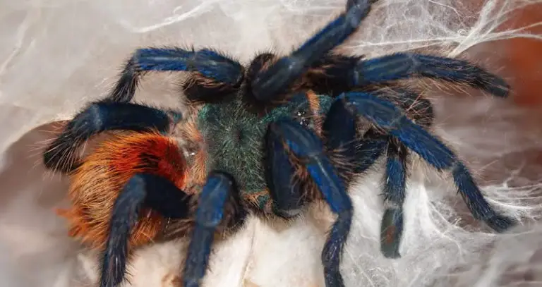 Top 10 Blue Tarantula Species You Have to See | Beyond The Treat