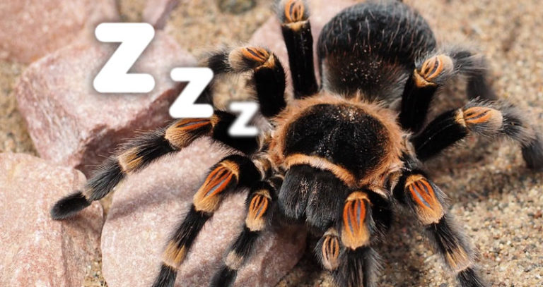 Do Spiders Sleep? | Beyond The Treat