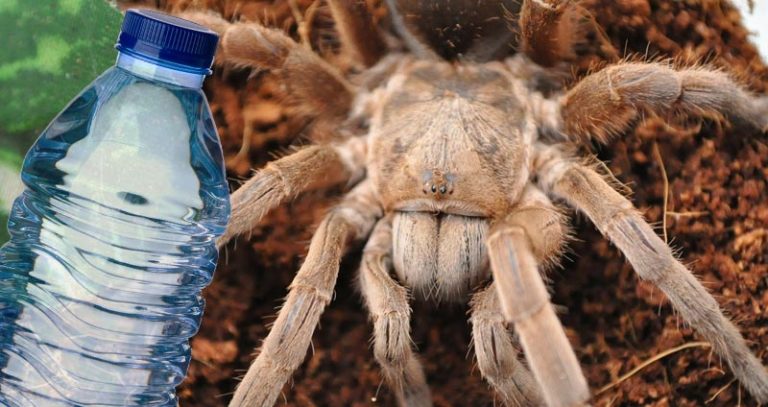 Do Tarantulas Drink Water? (Ultimate Tarantula Hydration Guide)