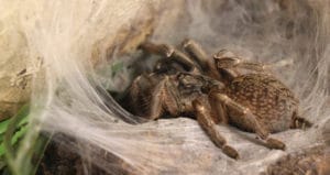 Do Tarantulas Make Webs? How, Why & Best Webbing Species | Beyond The Treat