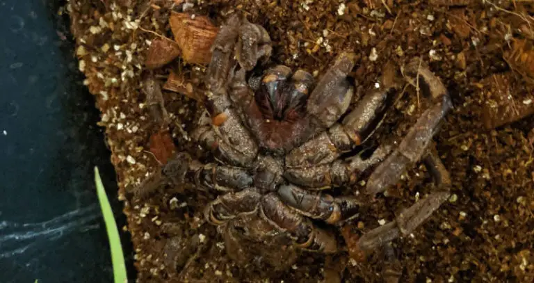 Tarantula Death Curl: What Is It & Should You Be Worried?