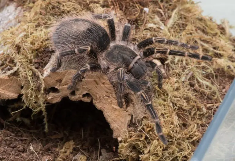 Tarantula Hides: What They Are & Why They’re Important + DIY Tips