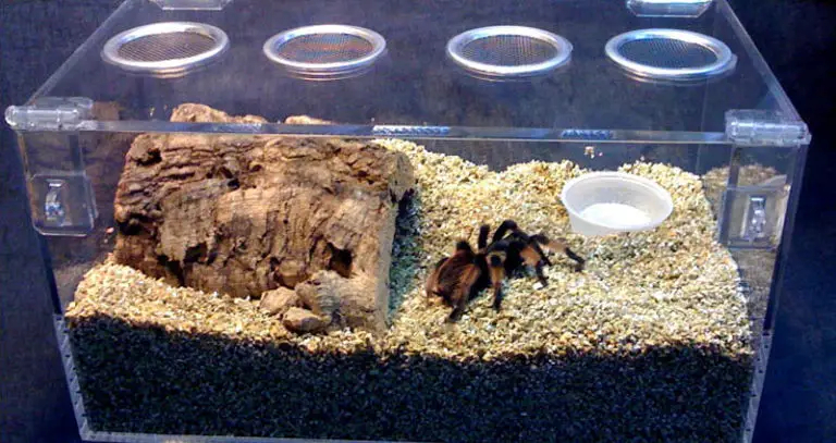 Terrestrial Tarantula Enclosure: Ultimate Layout & Supplies Guide ...