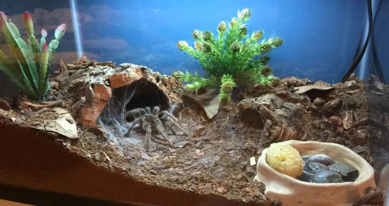 Terrestrial Tarantula Enclosure: Ultimate Layout & Supplies Guide ...