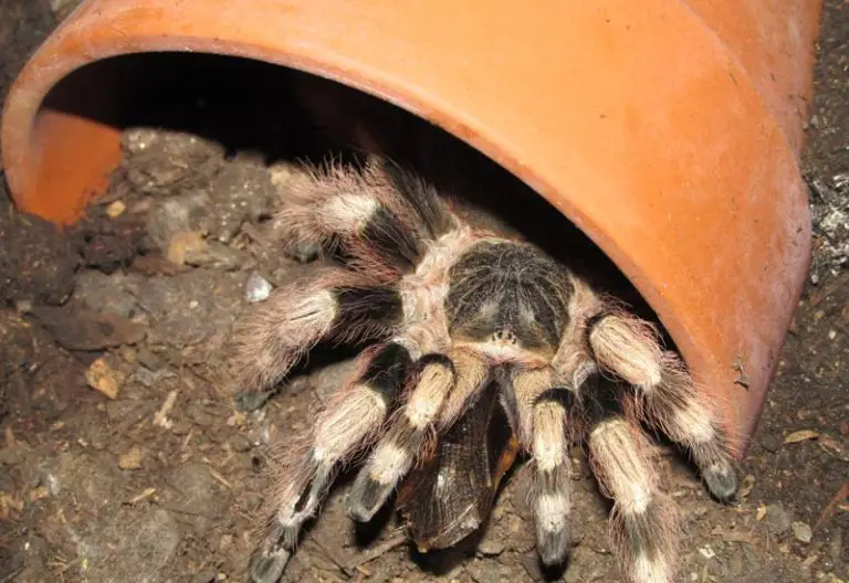 Tarantula Hides: What They Are & Why They’re Important + DIY Tips