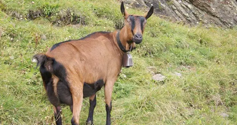 21 Types Of Goats – Popular Goat Breed Pictures & Descriptions | Beyond ...