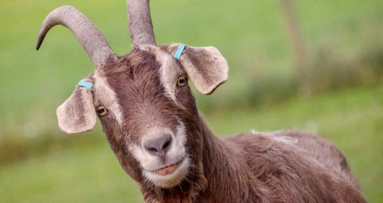 21 Types Of Goats – Popular Goat Breed Pictures & Descriptions | Beyond ...