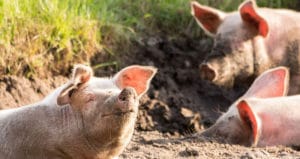 How Much Does A Pig Weigh? (With 11 Examples) | Beyond The Treat