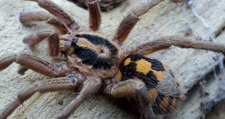 Tarantula Lifespan: How Long Do Tarantulas Live? (10 Examples) | Beyond ...