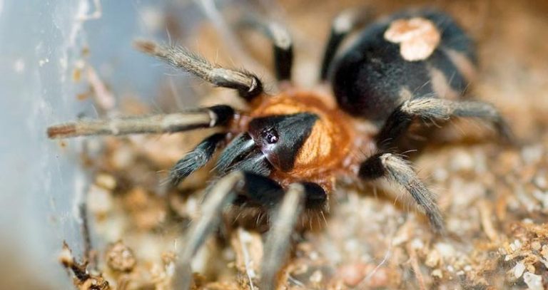 800+ Types of Tarantulas: Different Species, Behaviors, & Appearances