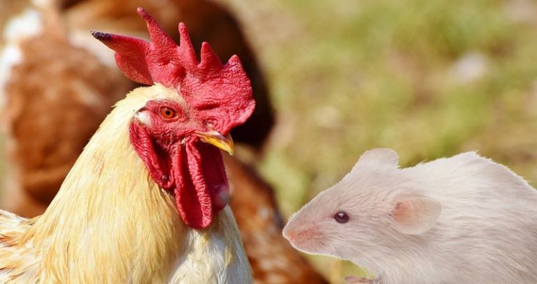 Do Chickens Eat Mice? | Beyond The Treat