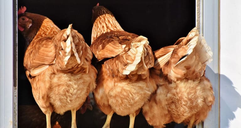 Do Chickens Pee? | Beyond The Treat